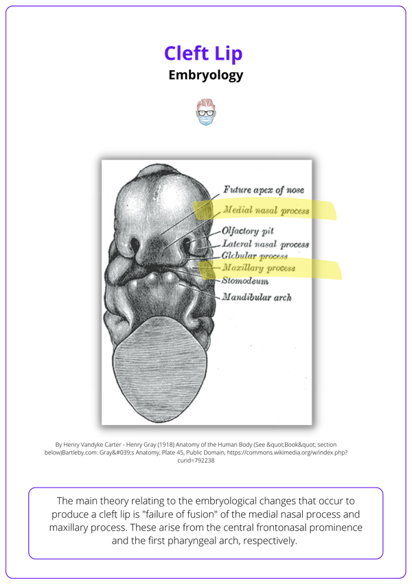 Cleft Lip: Classification, Clinical Features, & Surgical Repair