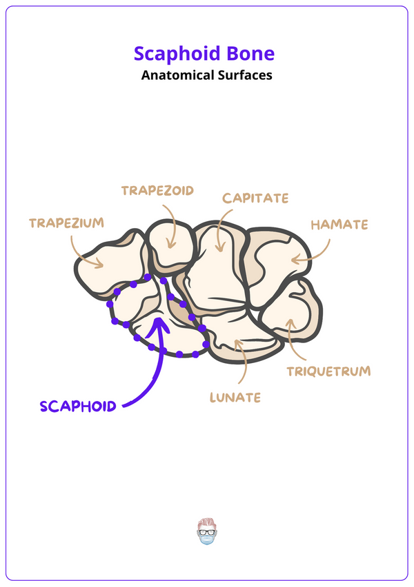 Scaphoid Anatomy: Clinical, Radiological & Surgical