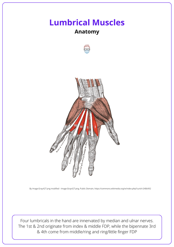 Intrinsic "Plus" Hand: Anatomy, Aetiology, and Management