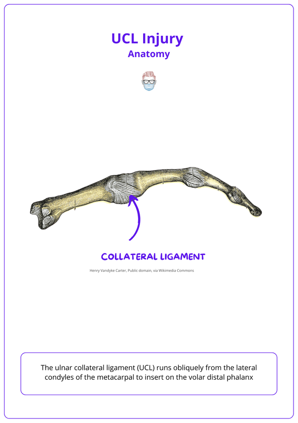 Thumb MCPJ UCL Injury: Thumb Anatomy, Diagnosis & Management