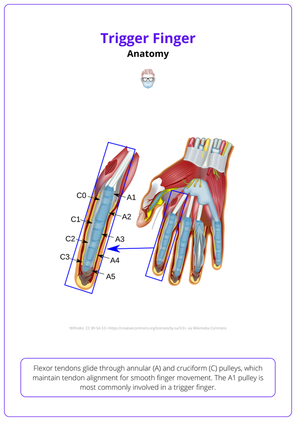 Trigger Finger: Anatomy, Clinical Features, & Management