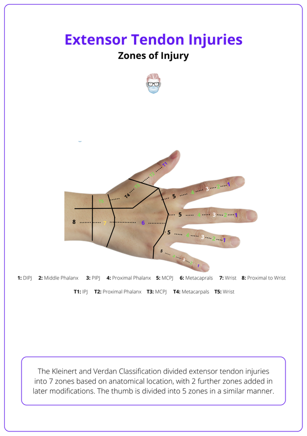 Extensor Tendon Injuries: Anatomy, Clinical Assessment, & Management