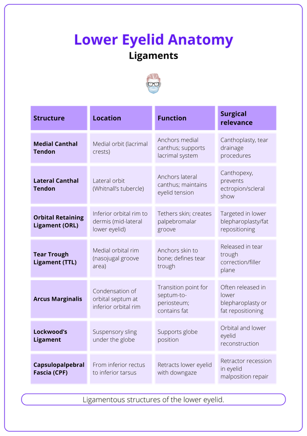 Lower Eyelid Anatomy: Anatomical Layers & Surgical Relevance