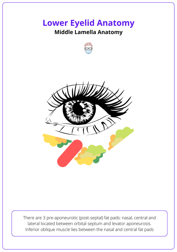 Lower Eyelid Anatomy: Anatomical Layers & Surgical Relevance