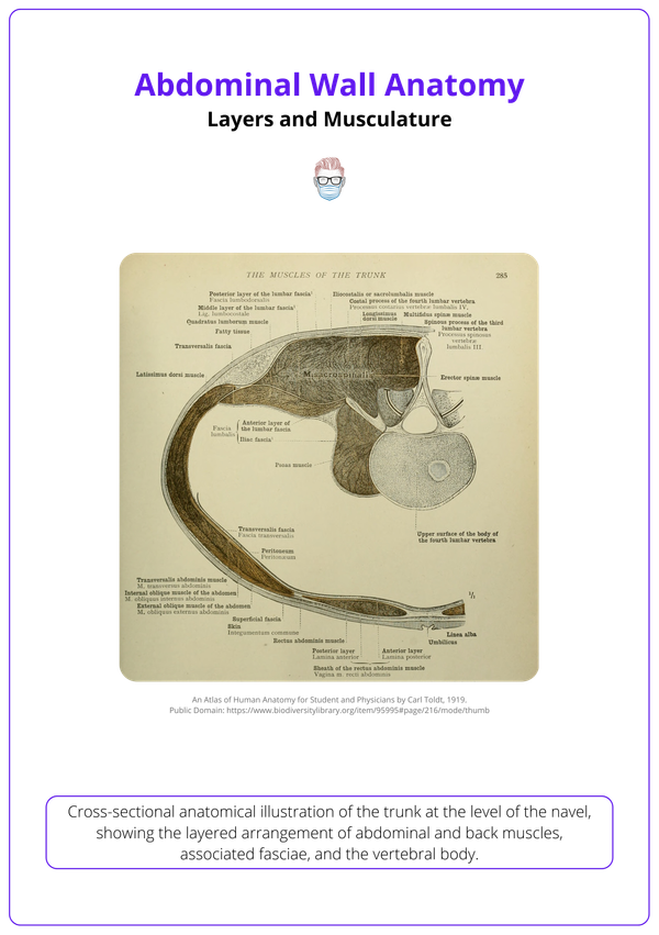 Abdominal Wall Anatomy: Surface, Skeletal Structure,& Layers