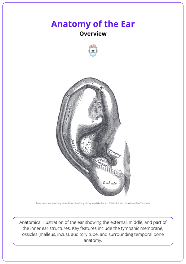 Anatomy of the Ear: Neurovascular Supply, Landmarks, & Aesthetic Subunits
