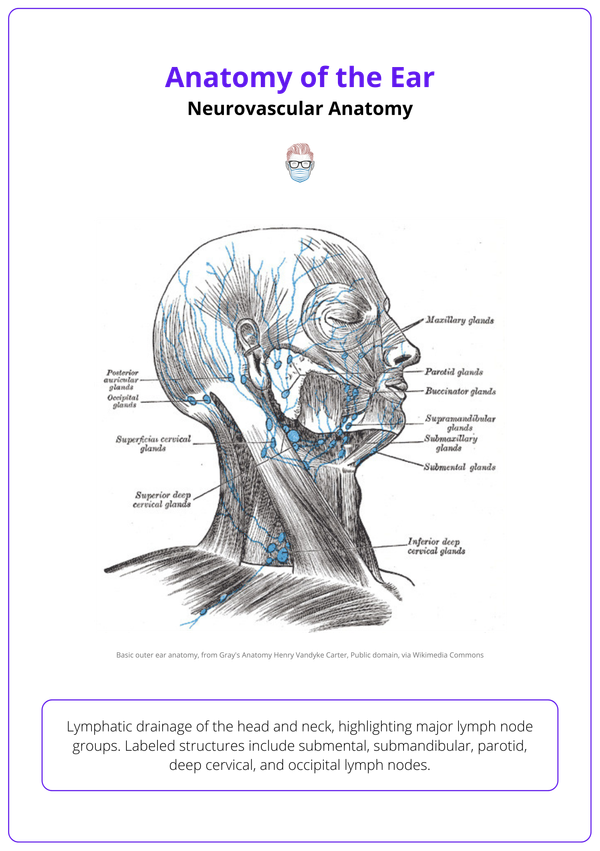 Anatomy of the Ear: Neurovascular Supply, Landmarks, & Aesthetic Subunits