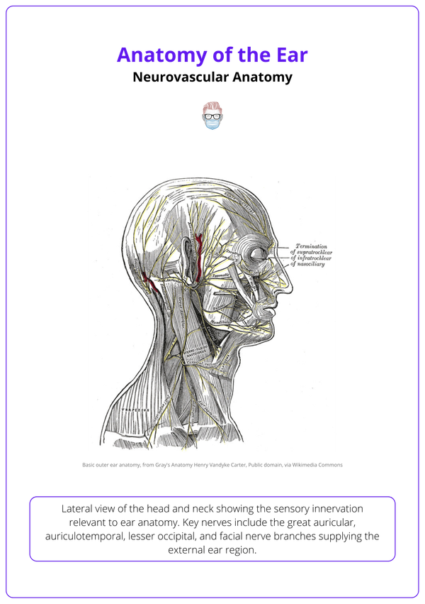 Anatomy of the Ear: Neurovascular Supply, Landmarks, & Aesthetic Subunits
