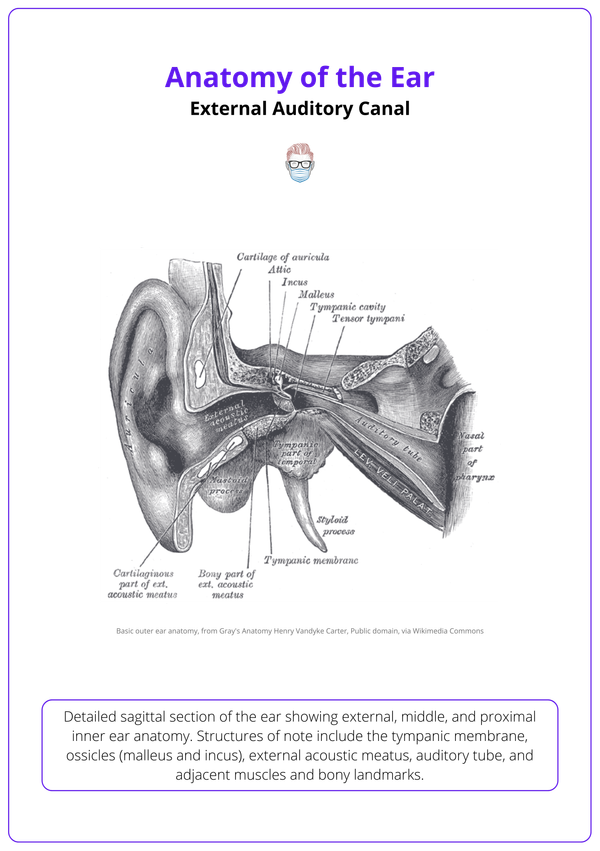 Anatomy of the Ear: Neurovascular Supply, Landmarks, & Aesthetic Subunits