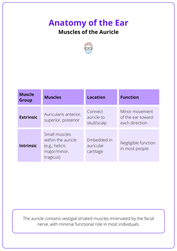 Anatomy of the Ear: Neurovascular Supply, Landmarks, & Aesthetic Subunits